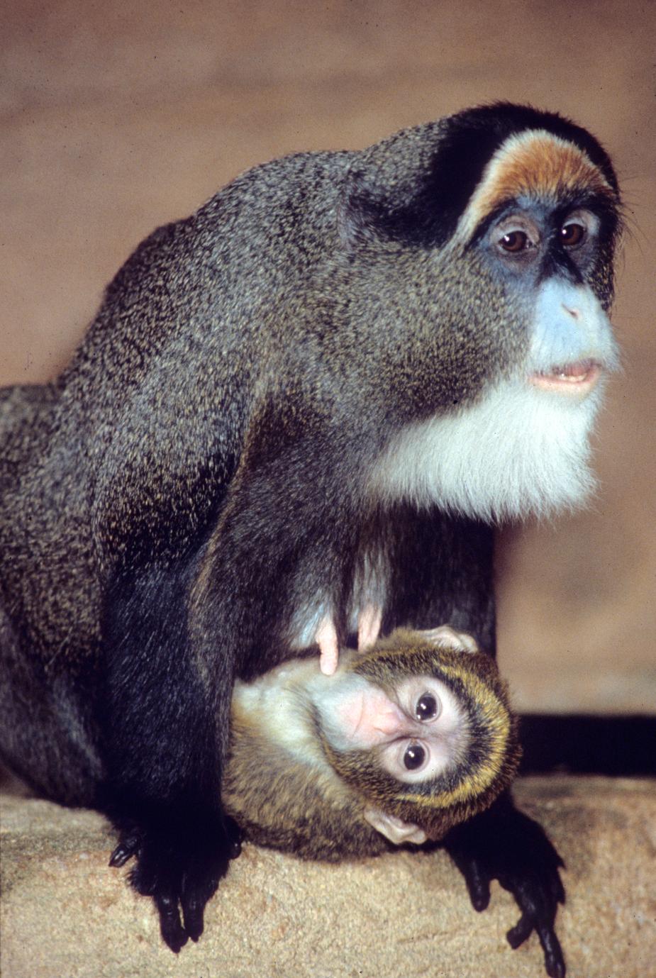 ‎Cercopithecus neglectus - UWDC - UW-Madison Libraries