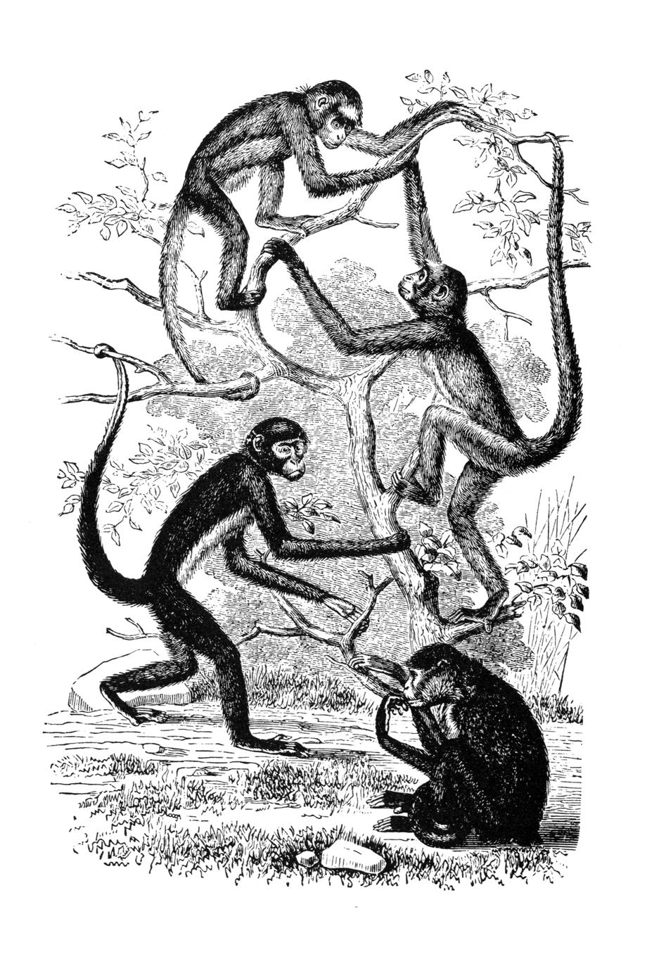 ‎Spider Monkey Group Print - UWDC - UW-Madison Libraries