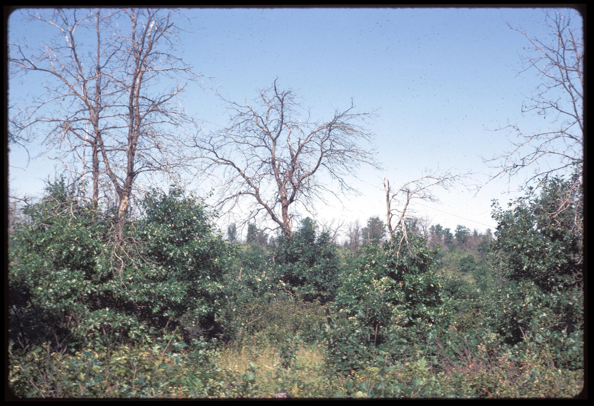 ‎Quercus ellipsoidalis resprouting after fire, Crex Meadows Wildlife ...