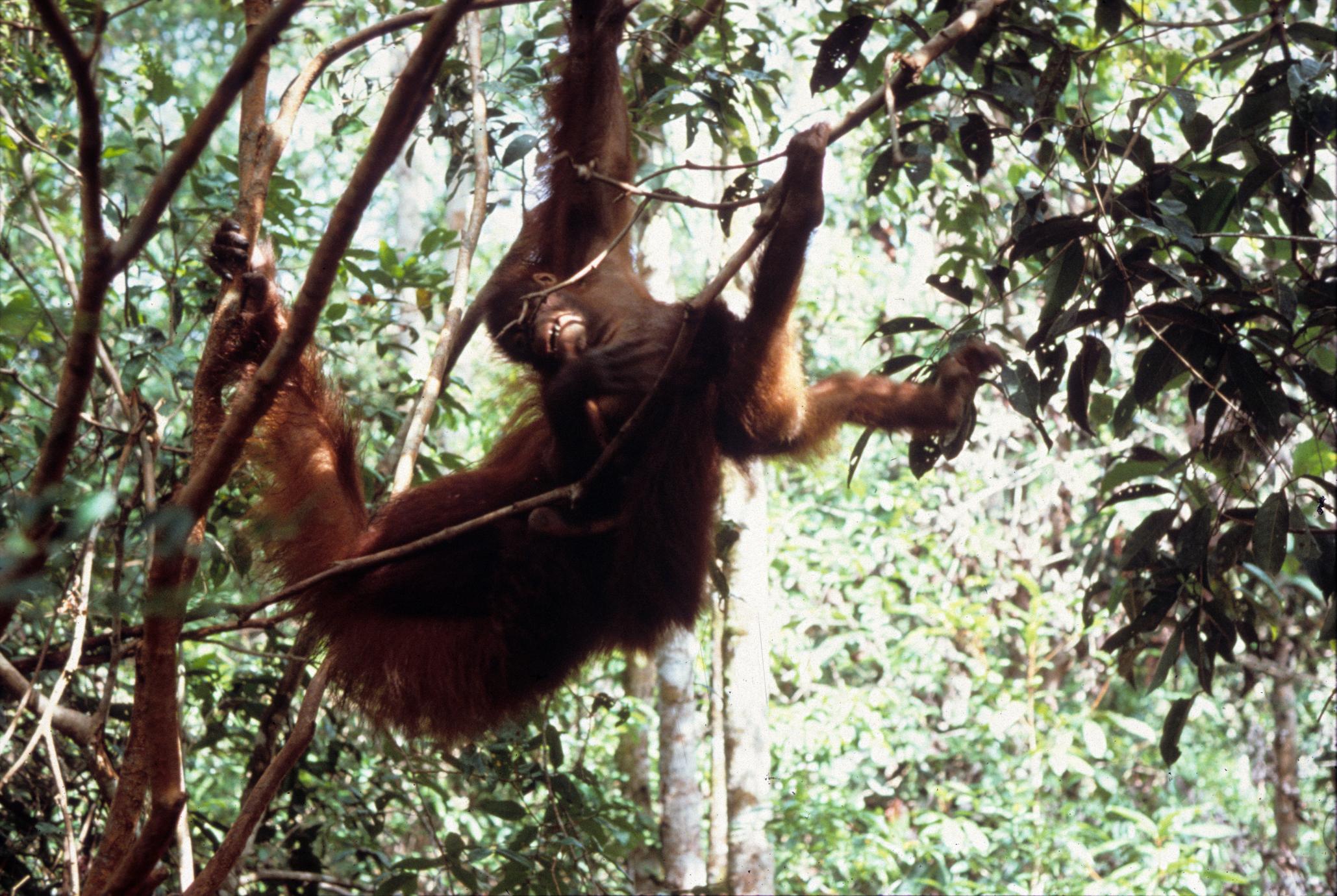 ‎Pongo pygmaeus - UWDC - UW-Madison Libraries