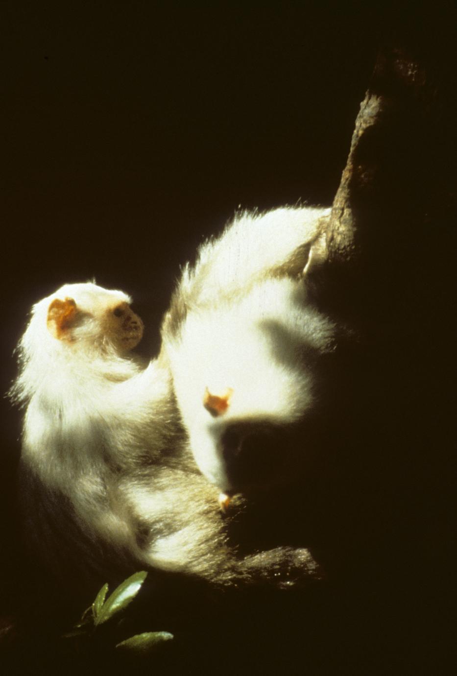 ‎Callithrix argentata - UWDC - UW-Madison Libraries