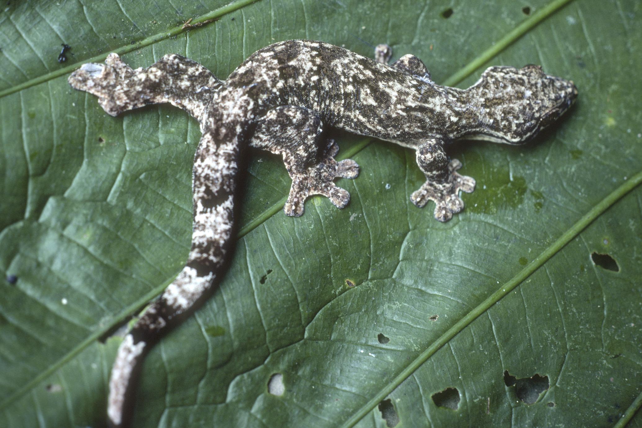 ‎Gecko, Río Palenque Biological Station - UWDC - UW-Madison Libraries