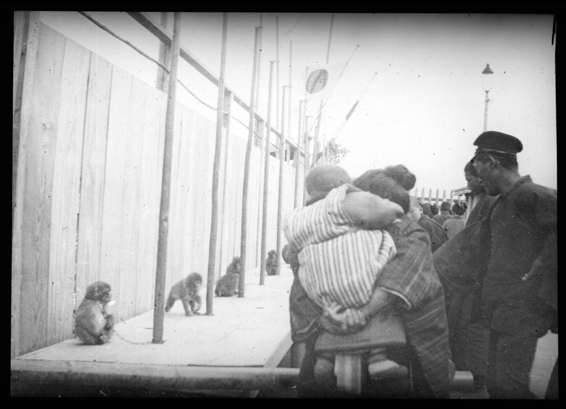 ‎Some monkeys - UWDC - UW-Madison Libraries