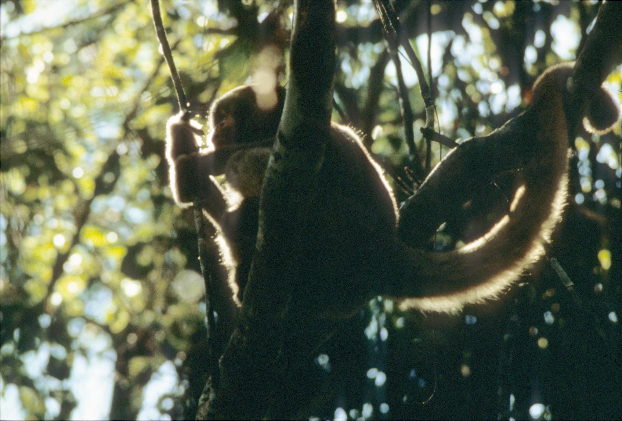 ‎Brachyteles arachnoides - UWDC - UW-Madison Libraries