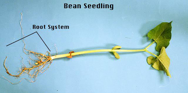 ‎Bean seedling with root system labeled - UWDC - UW-Madison Libraries
