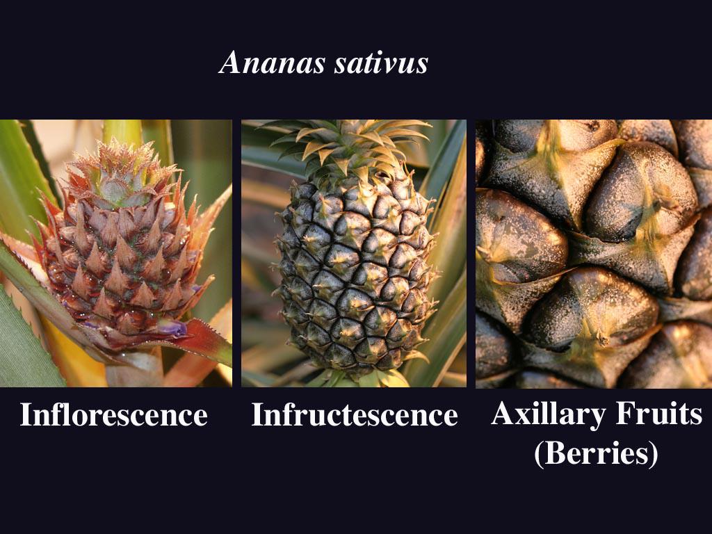Multiple Fruit