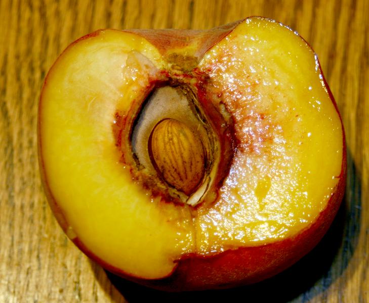 ‎Fruit layers with the seed of peach - UWDC - UW-Madison Libraries
