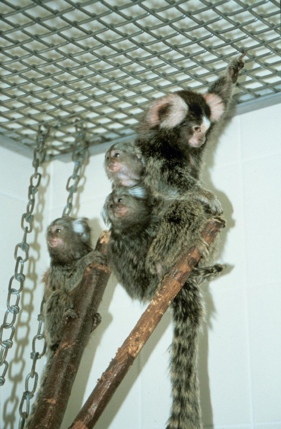 ‎Callithrix jacchus - UWDC - UW-Madison Libraries