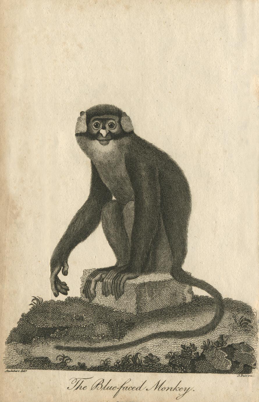 ‎The Blue-Faced Monkey - UWDC - UW-Madison Libraries