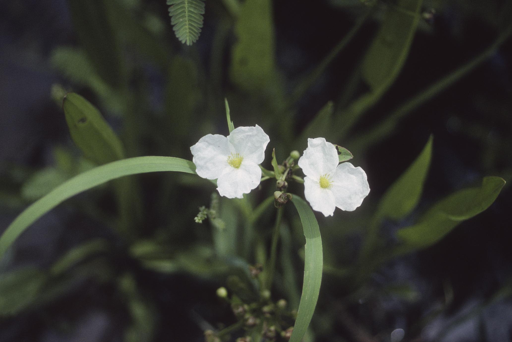 ‎A species of burr-reed, collection number 30865 - UWDC - UW-Madison ...
