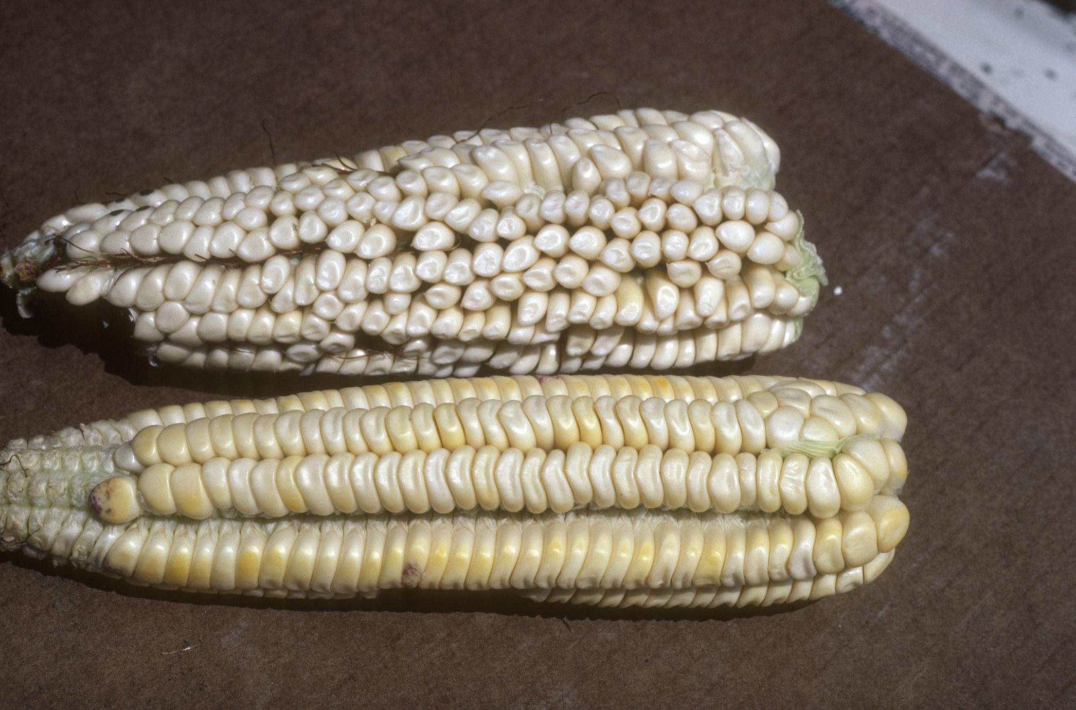 Hominy Cob