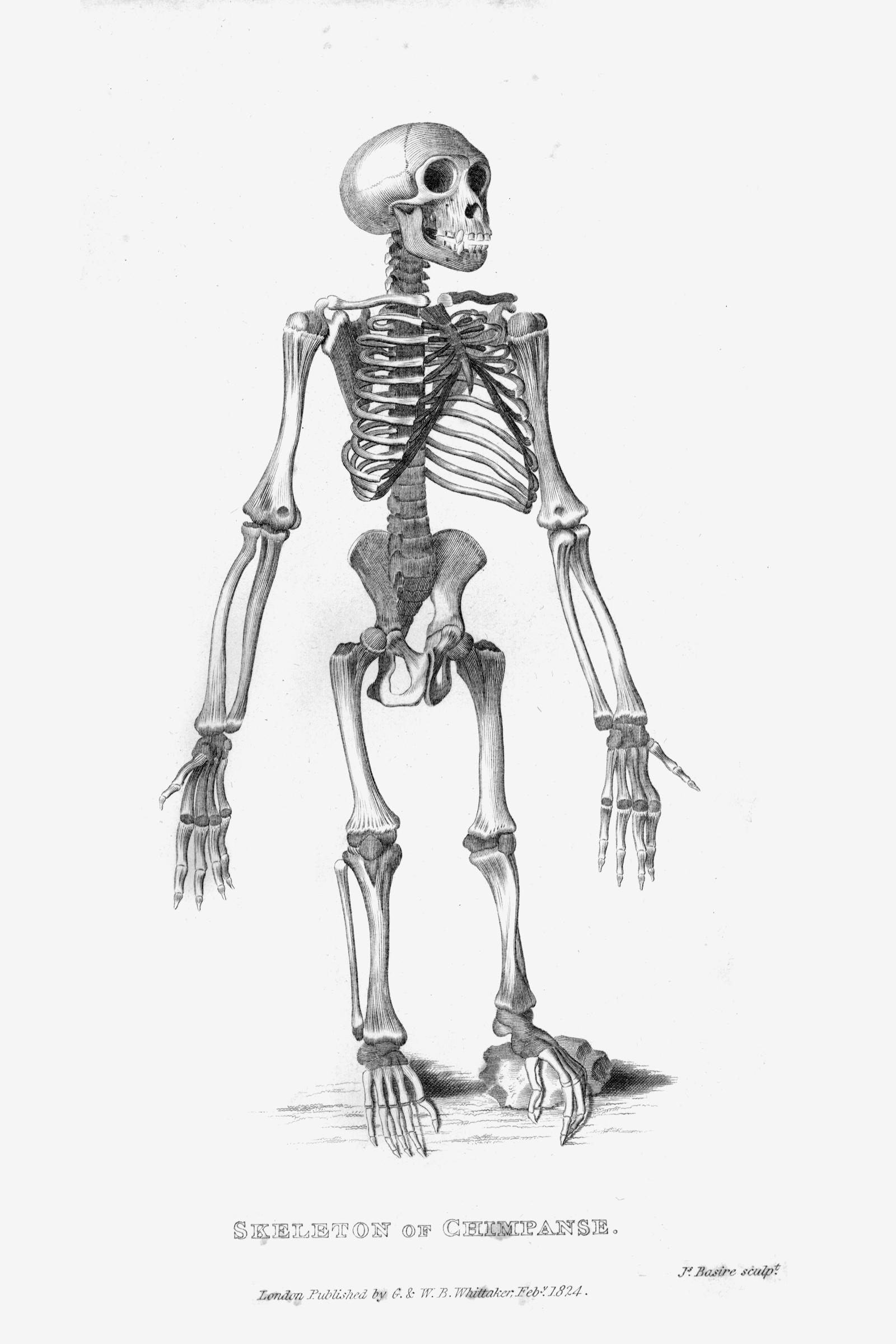 Common Marmoset Skeleton