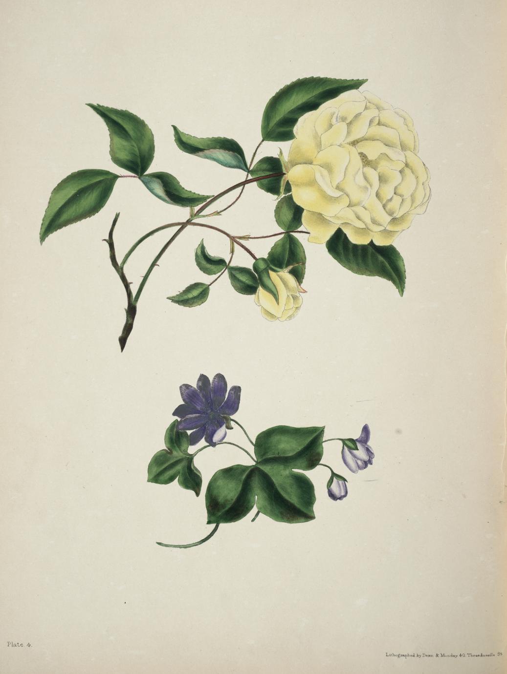The beauties of flora : with botanic and poetic illustrations, being a ...