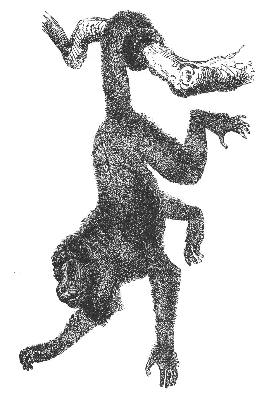 ‎Howler Monkey Print - UWDC - UW-Madison Libraries