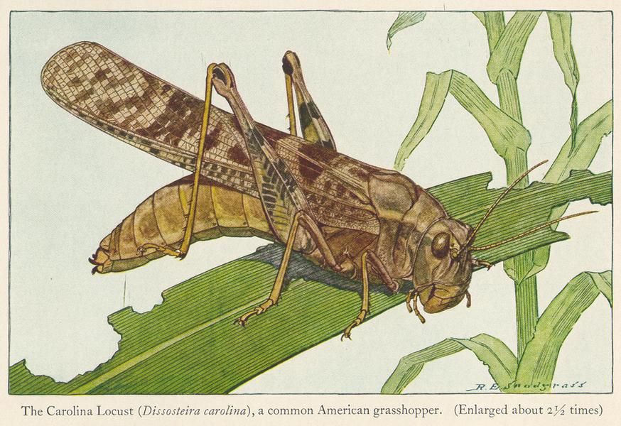 Insects, their ways and means of living - Full view - UWDC - UW-Madison ...