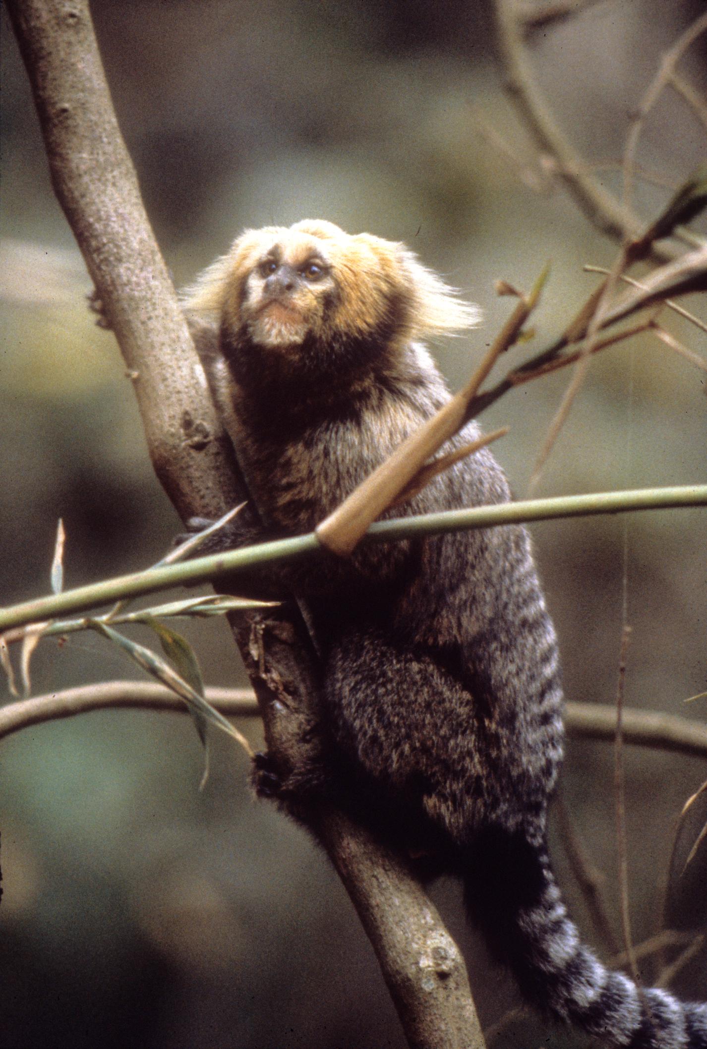 ‎Callithrix flaviceps - UWDC - UW-Madison Libraries