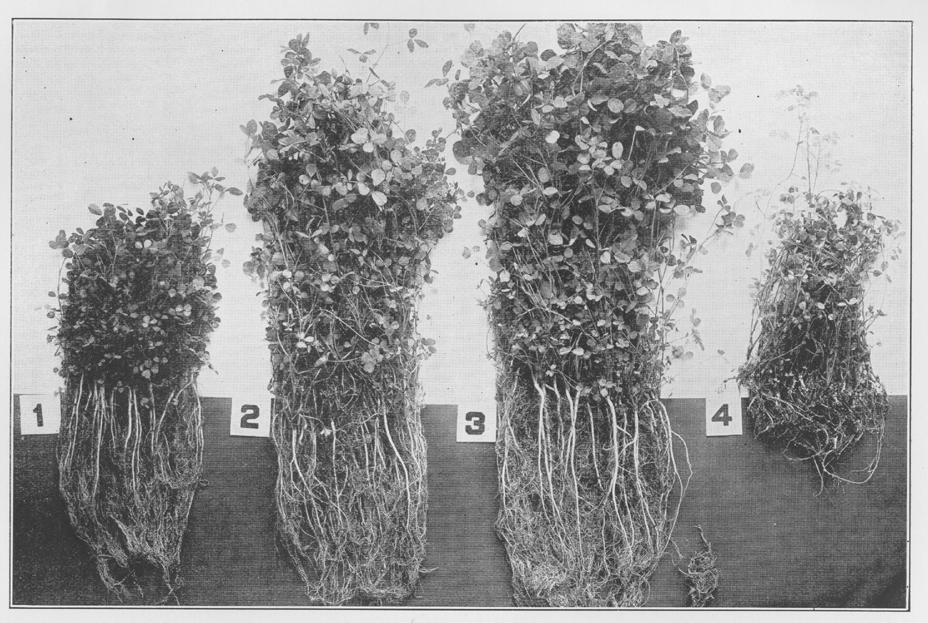 Root nodule bacteria and leguminous plants - Full view - UWDC - UW ...