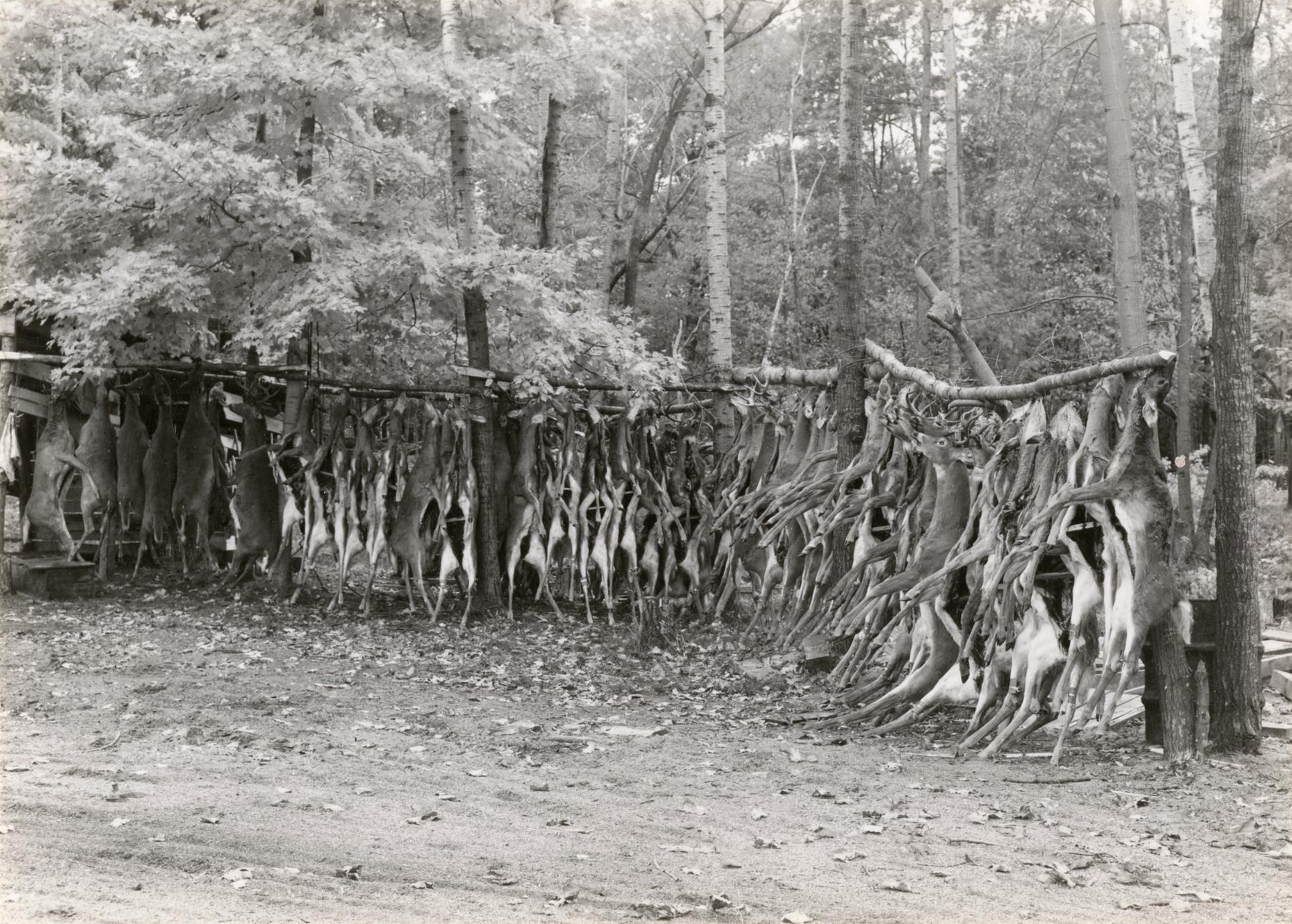 ‎Deer hanging from rack - UWDC - UW-Madison Libraries