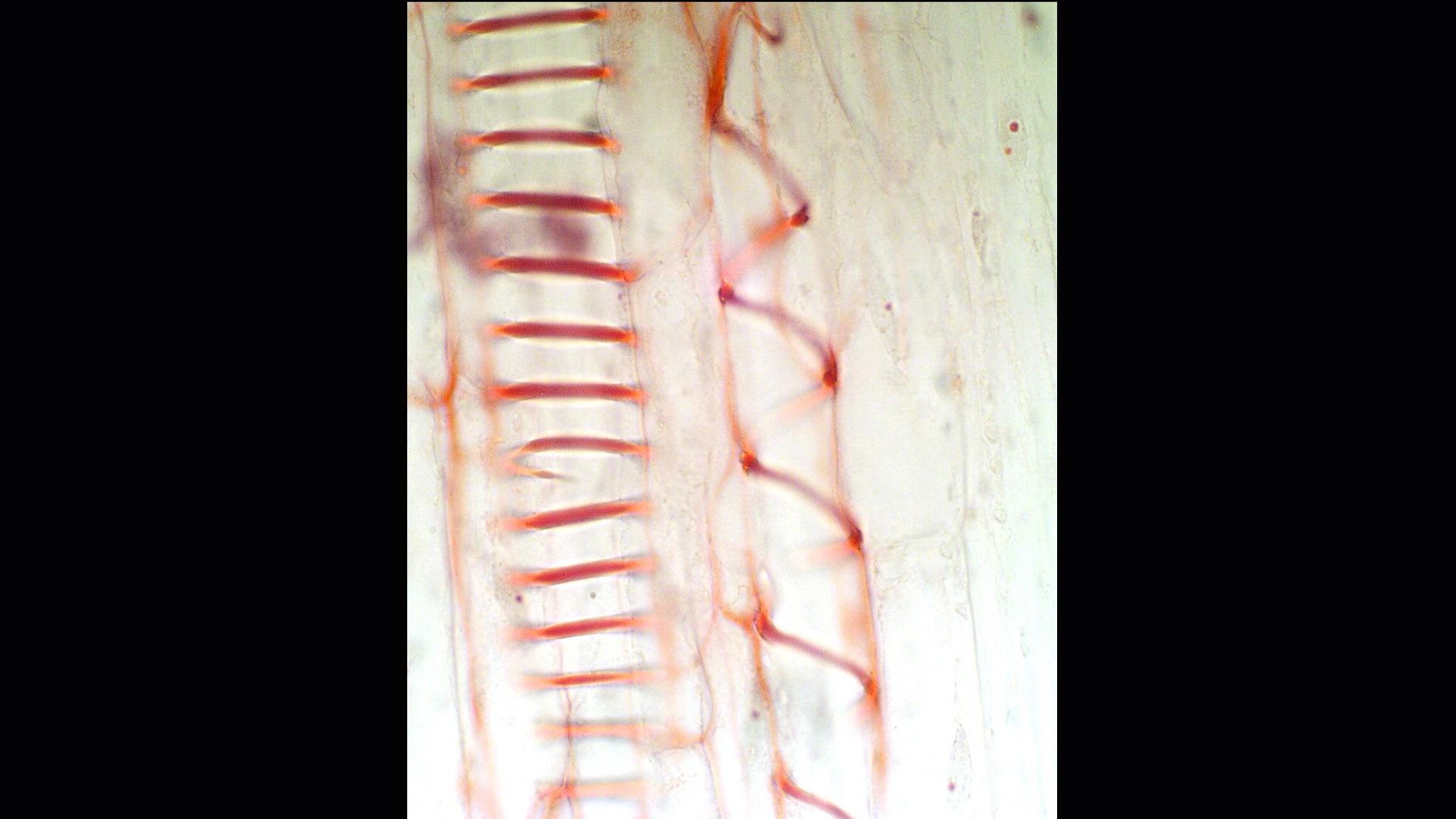 ‎Protoxylem vessel elements with helical and annular secondary wall ...