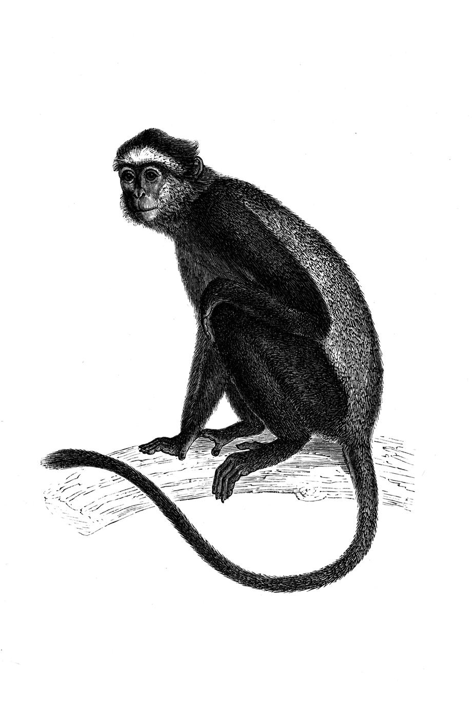 ‎Guenon à diadème - UWDC - UW-Madison Libraries