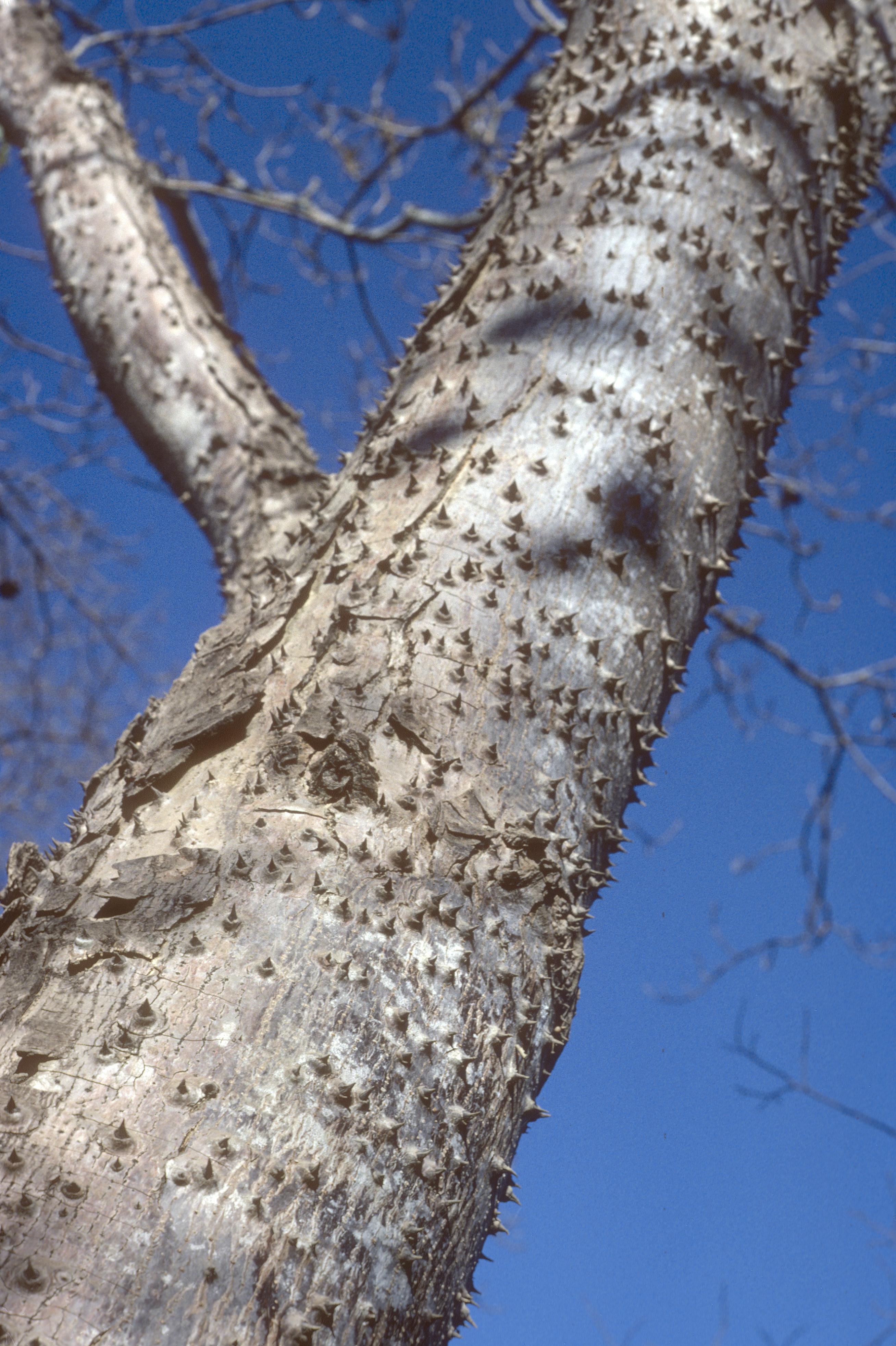 ‎Hura polyandra tree, near Tomatlan - UWDC - UW-Madison Libraries