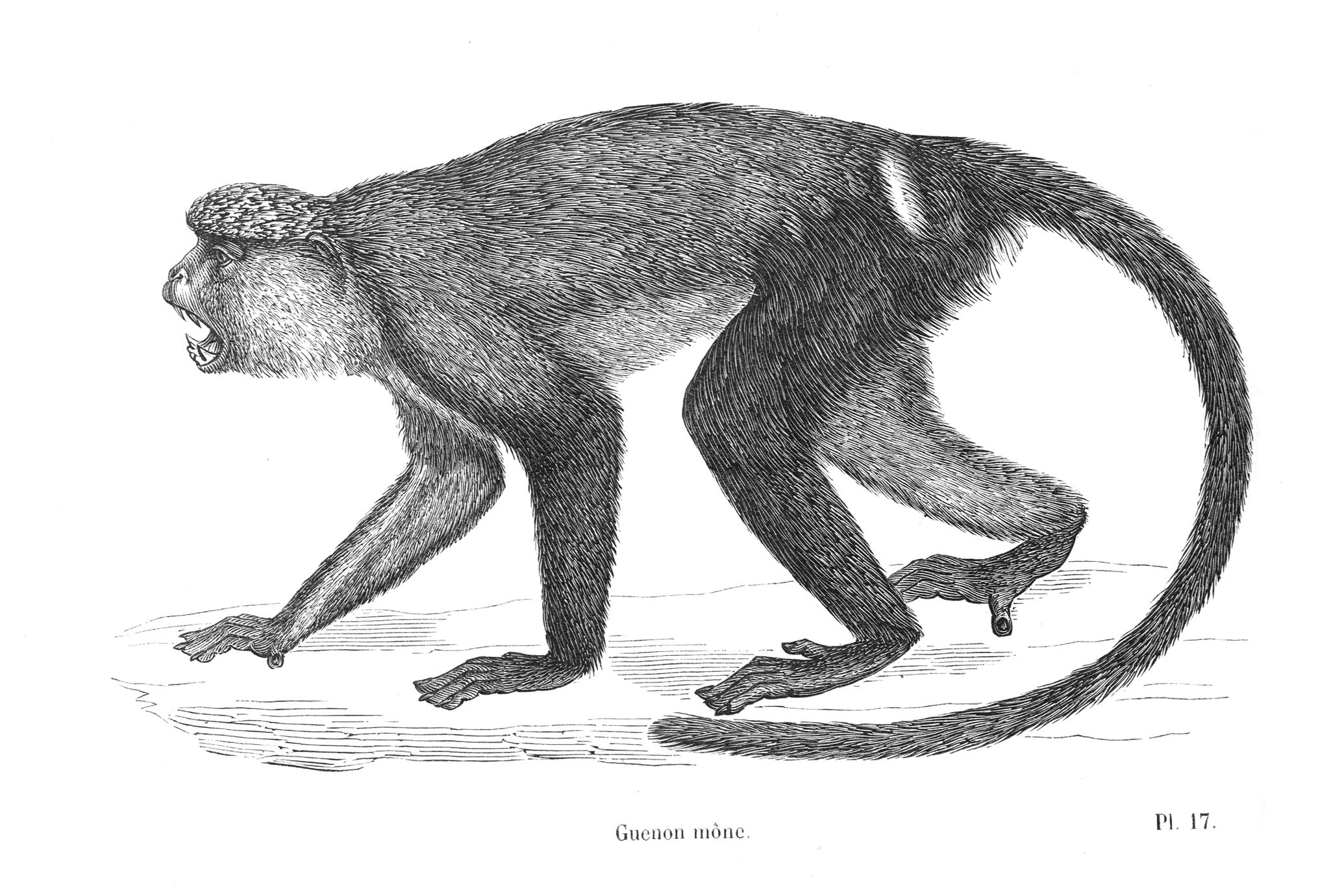 ‎Guenon mòne - UWDC - UW-Madison Libraries