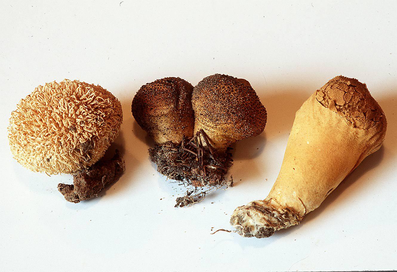 Phylum Basidiomycota Puffballs