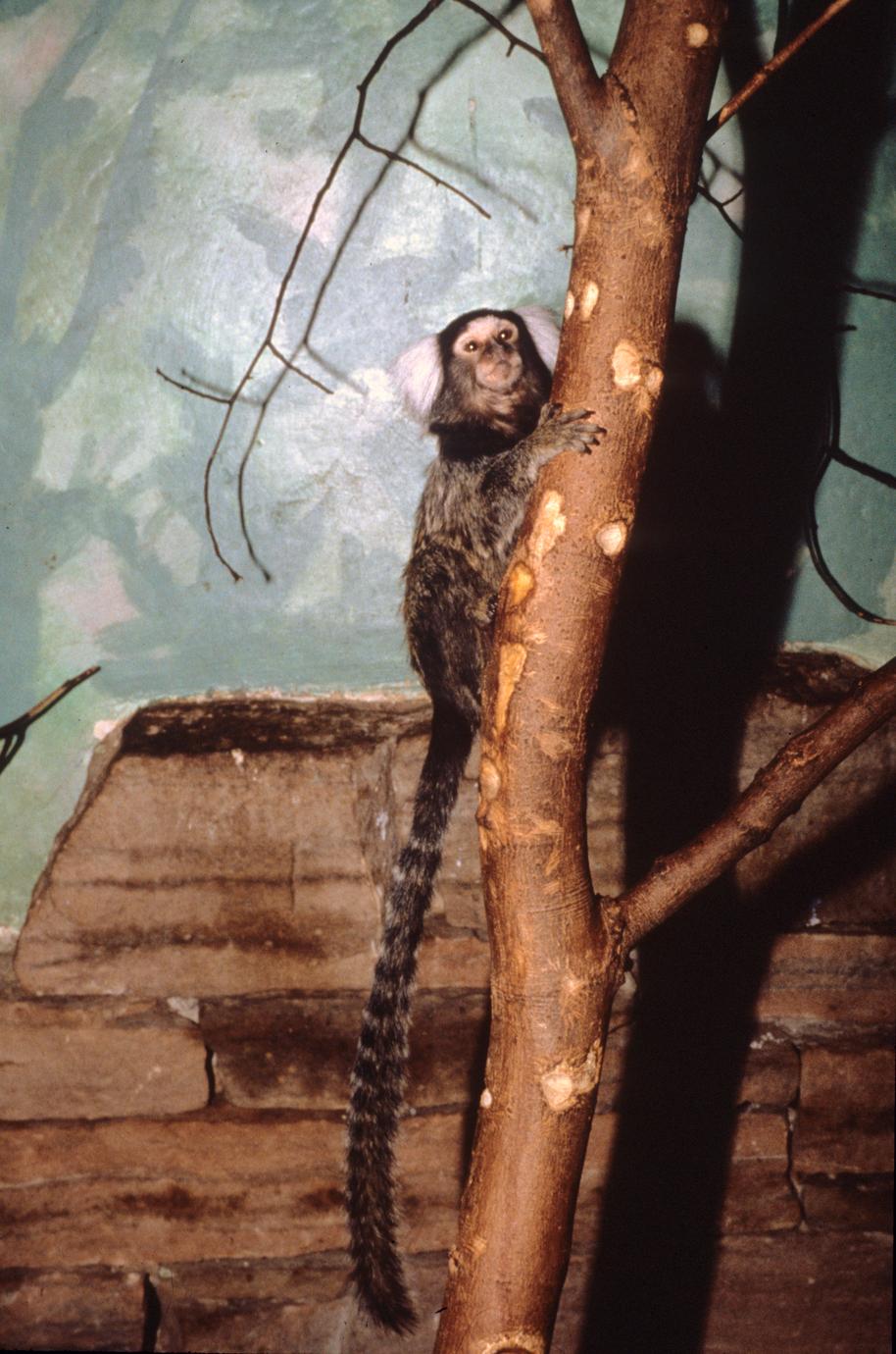 ‎Callithrix jacchus - UWDC - UW-Madison Libraries