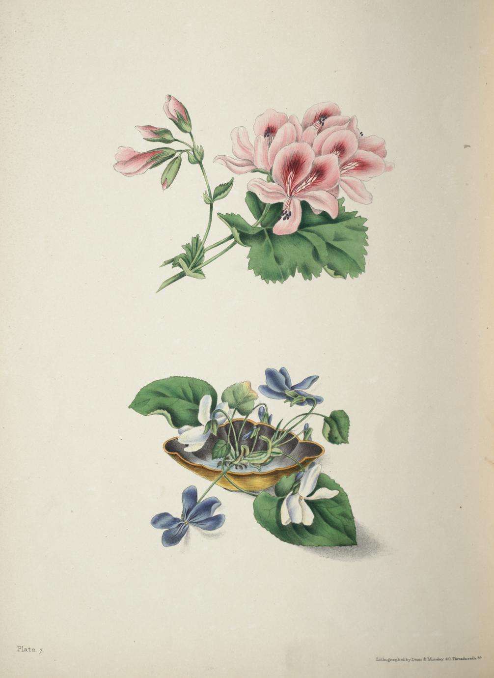 The beauties of flora : with botanic and poetic illustrations, being a ...