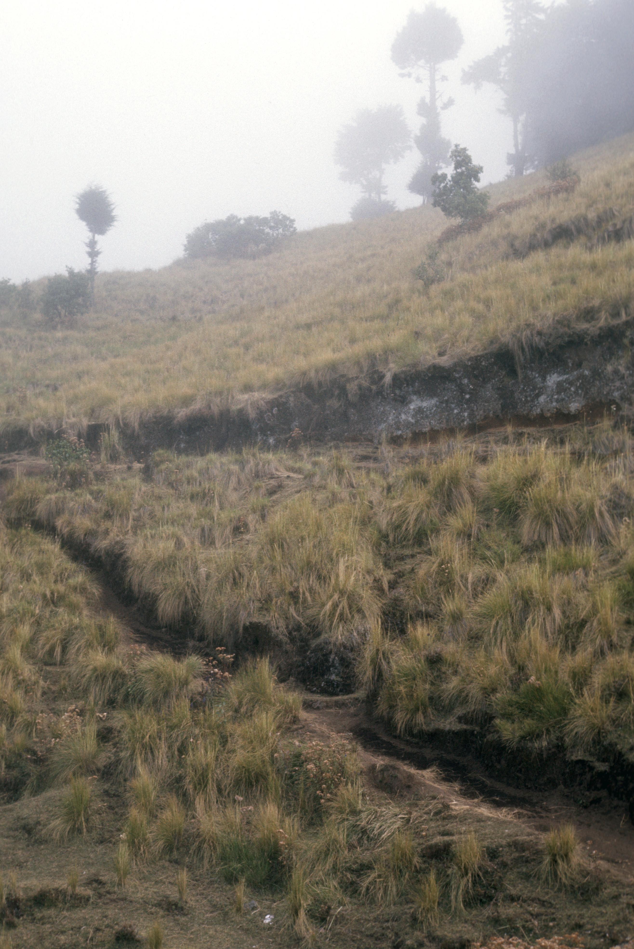 ‎Alpine grassland with bunchgrasses above Totomicampan - UWDC - UW ...