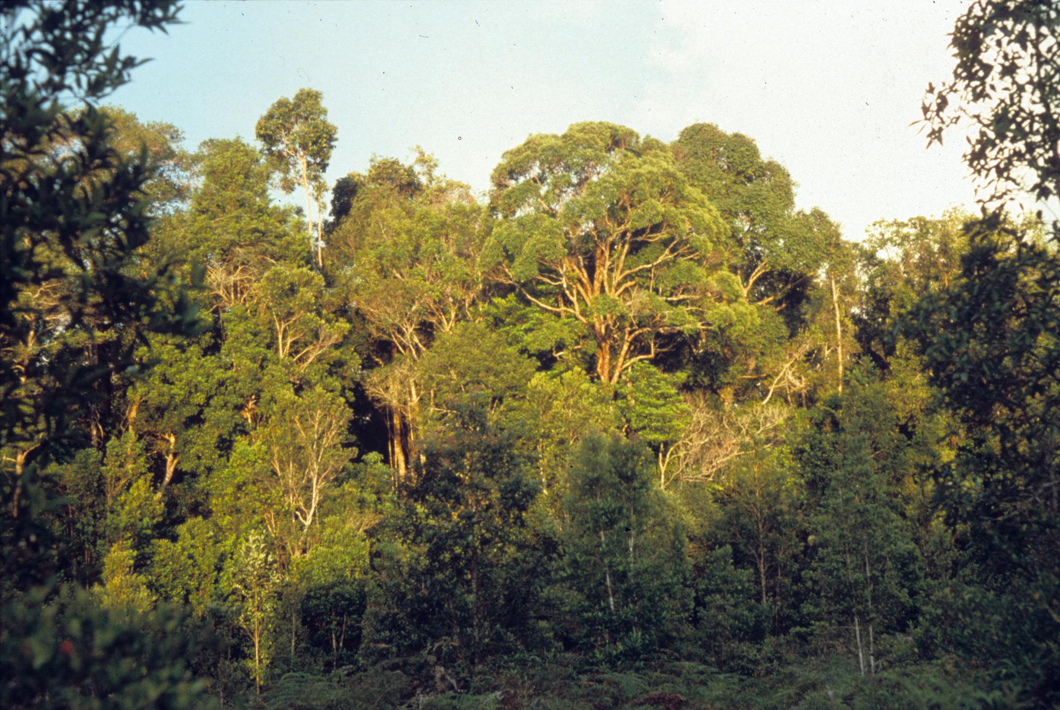 ‎Pongo pygmaeus - UWDC - UW-Madison Libraries