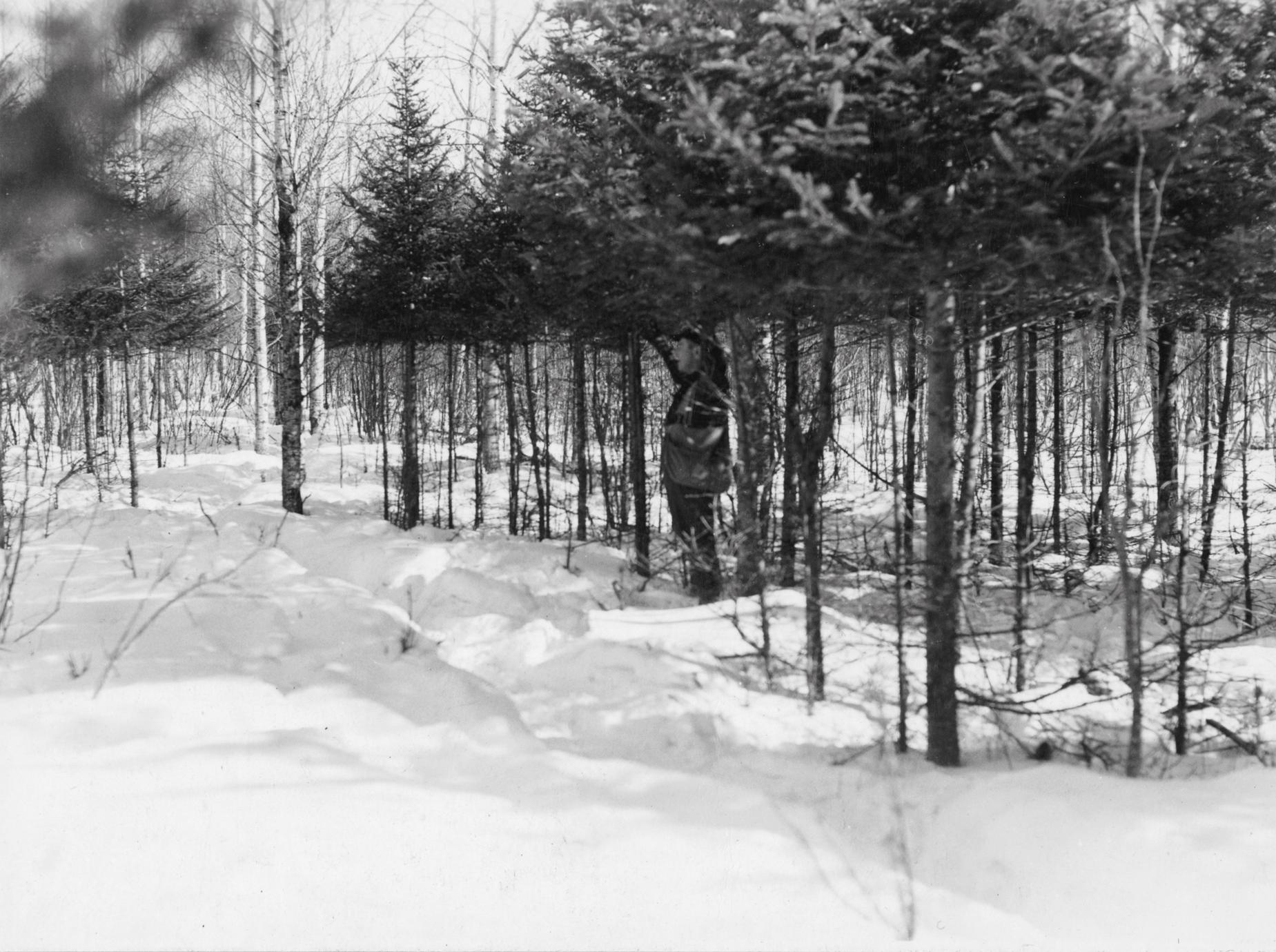 ‎Browse line in balsam - UWDC - UW-Madison Libraries