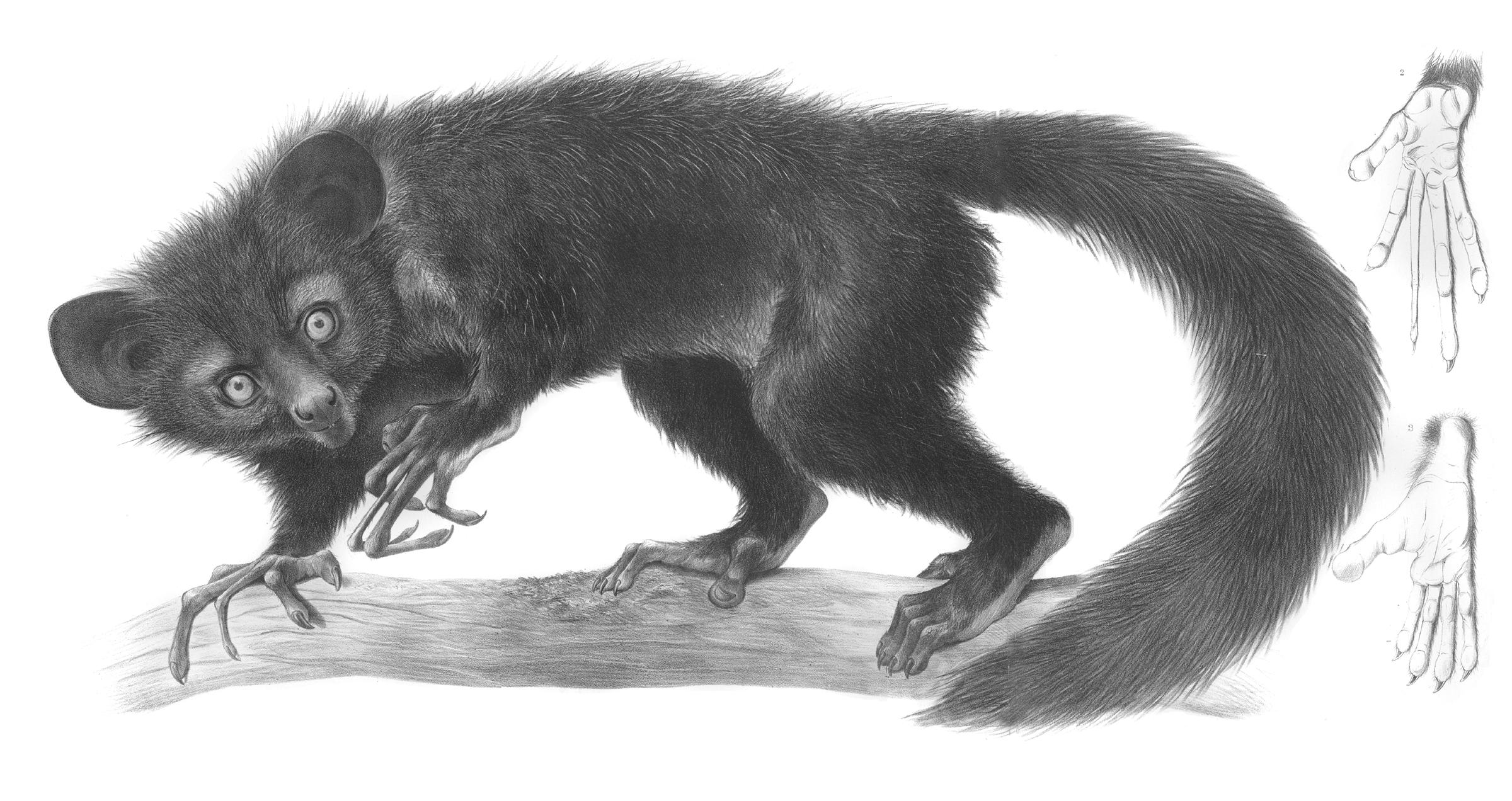 ‎Aye-aye - UWDC - UW-Madison Libraries