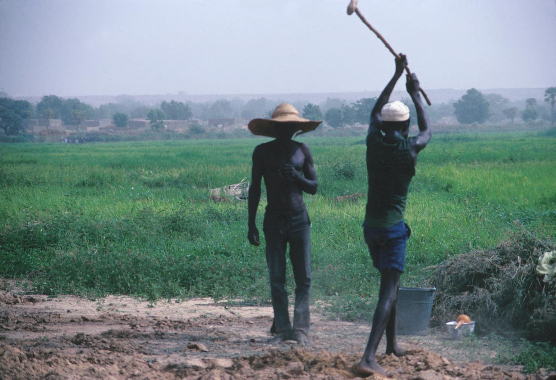 ‎Rice Farmers Along the Niger River Near Niamey - UWDC - UW-Madison ...