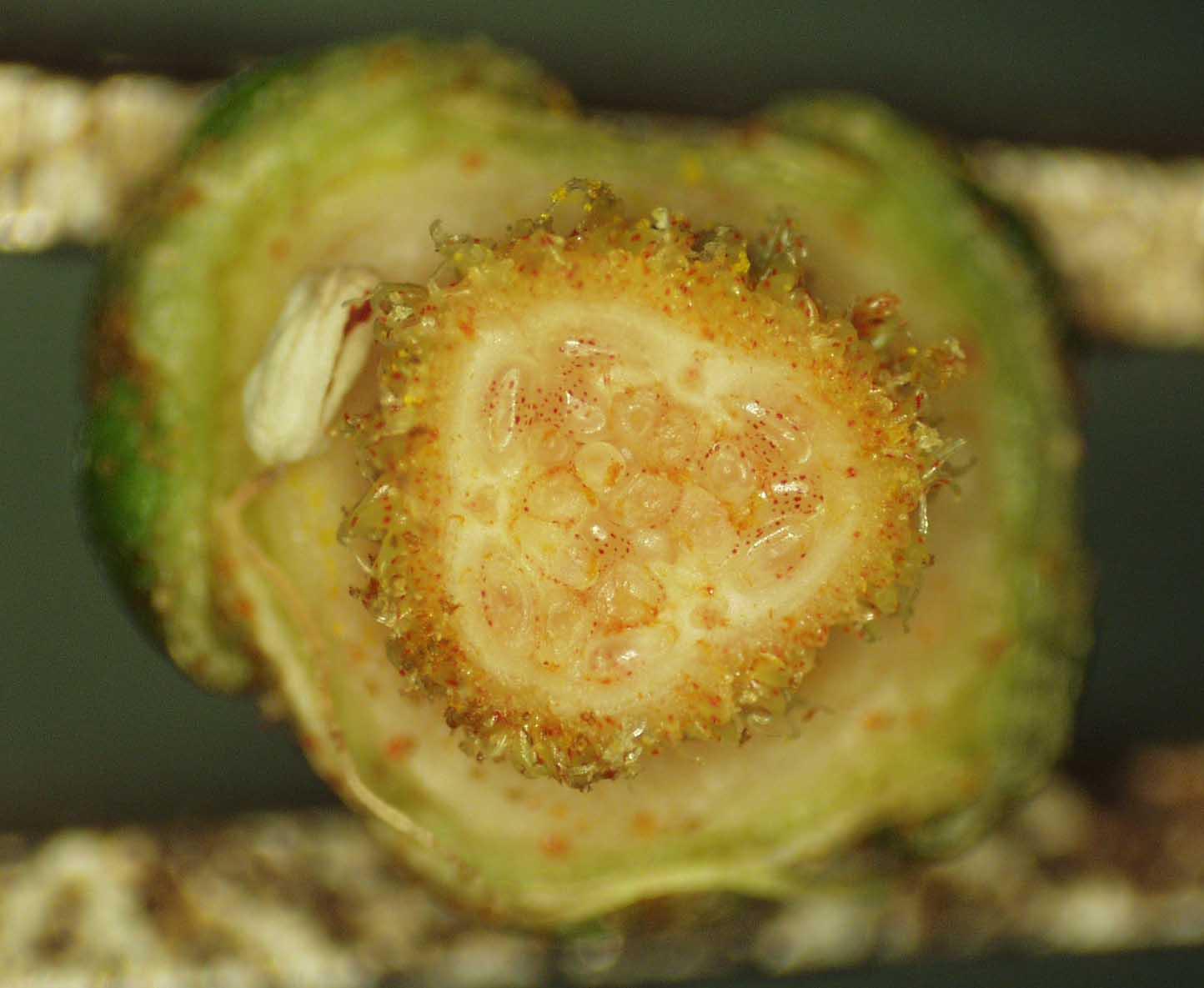 ‎Cross section of ovary of Bixa - UWDC - UW-Madison Libraries