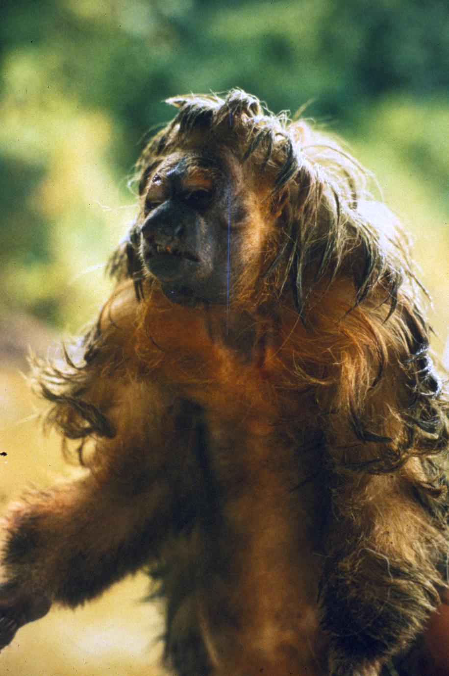 ‎Pithecia albicans - UWDC - UW-Madison Libraries