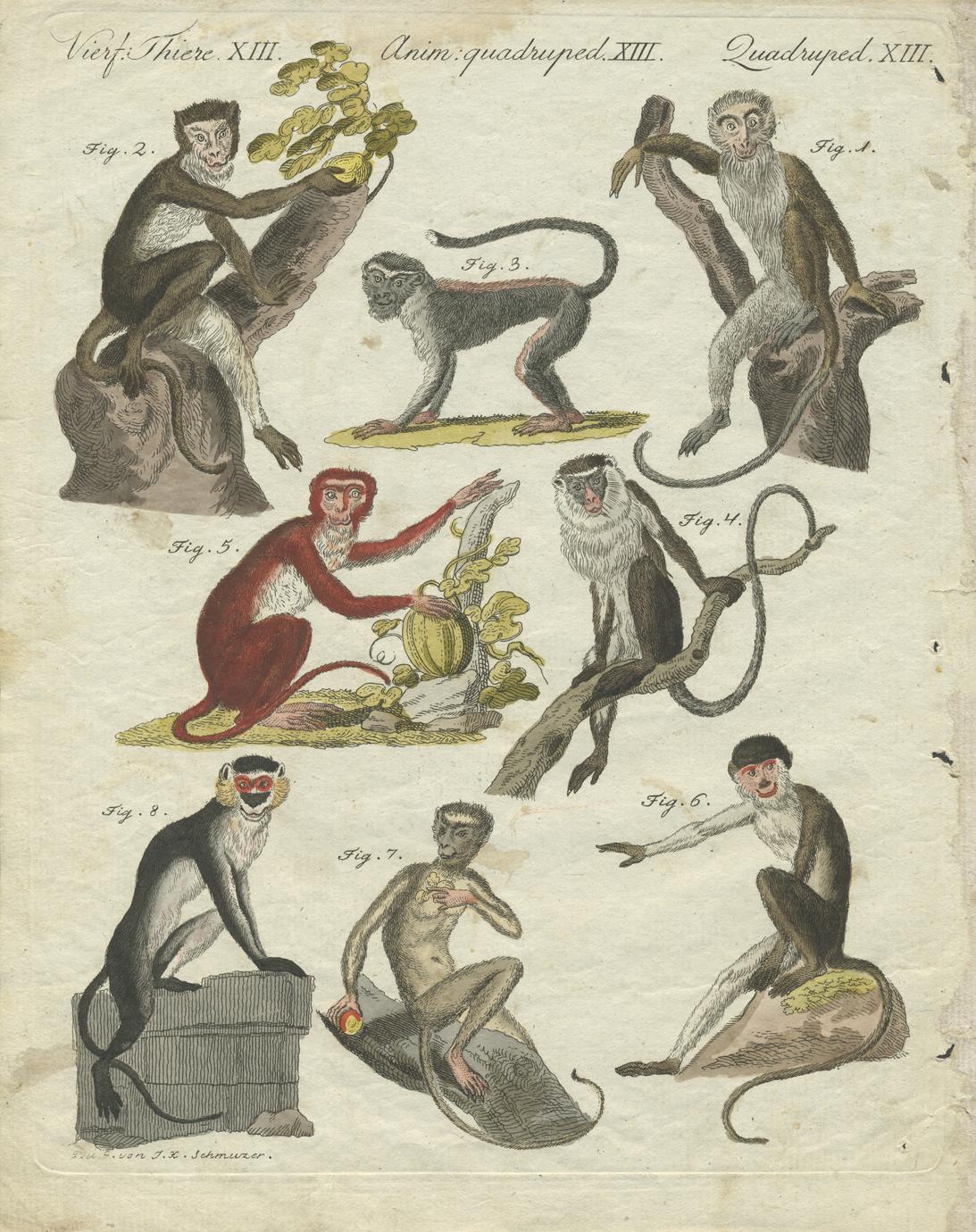 ‎Guenon Group Print - UWDC - UW-Madison Libraries