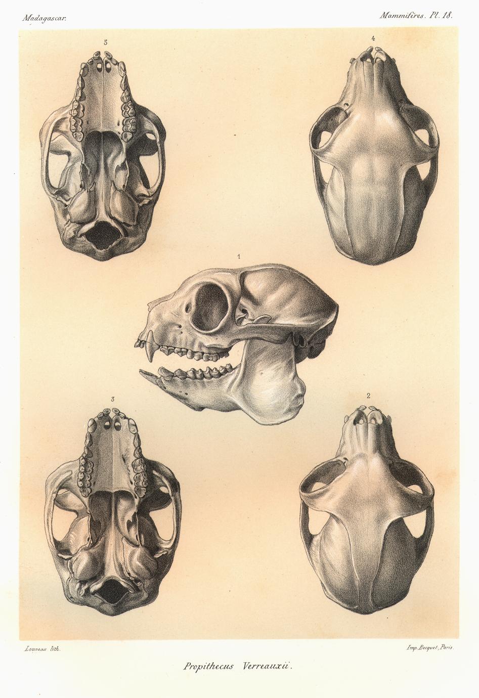 ‎Propithecus verreauxii - UWDC - UW-Madison Libraries
