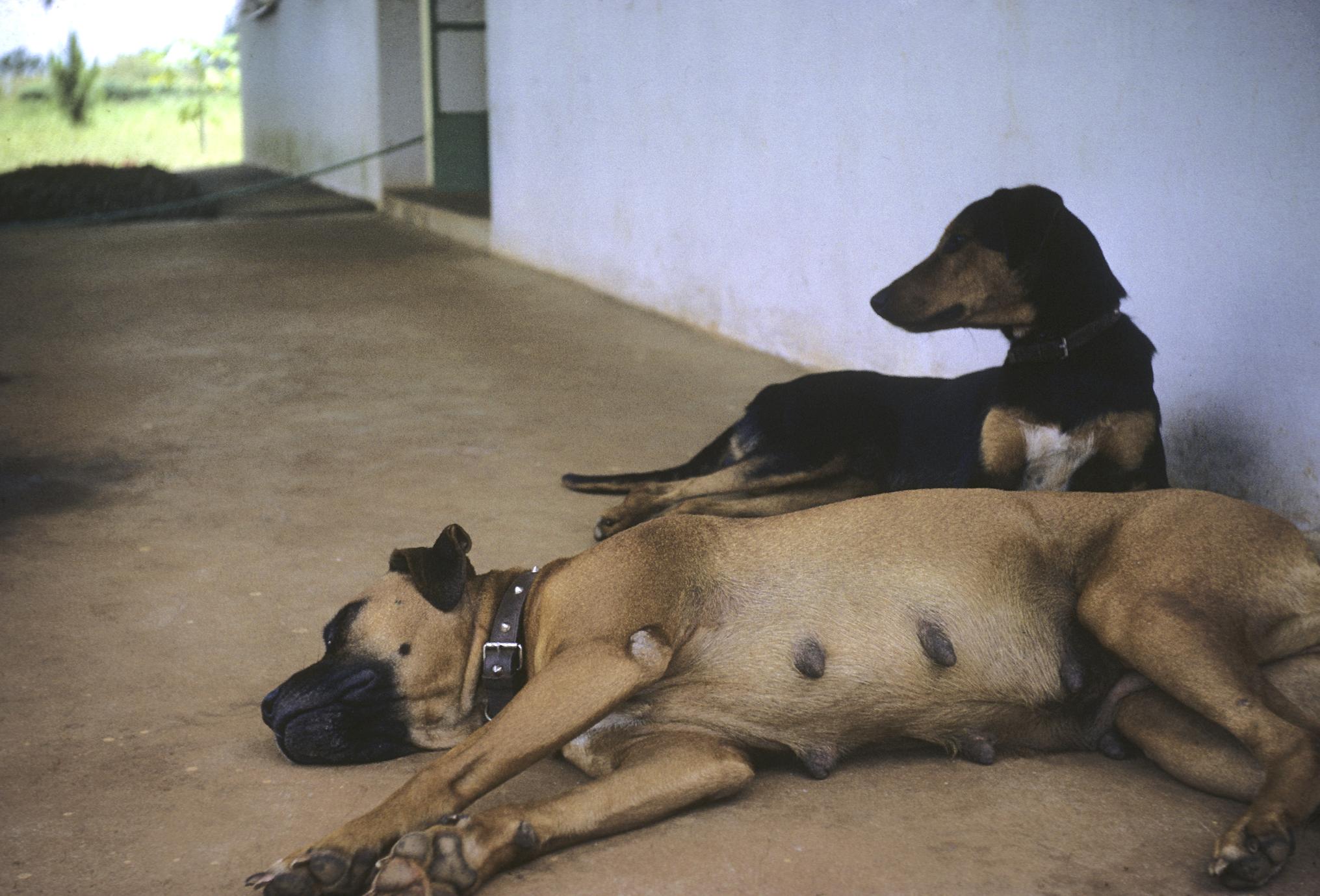 ‎Uganda : teacher's pets - UWDC - UW-Madison Libraries